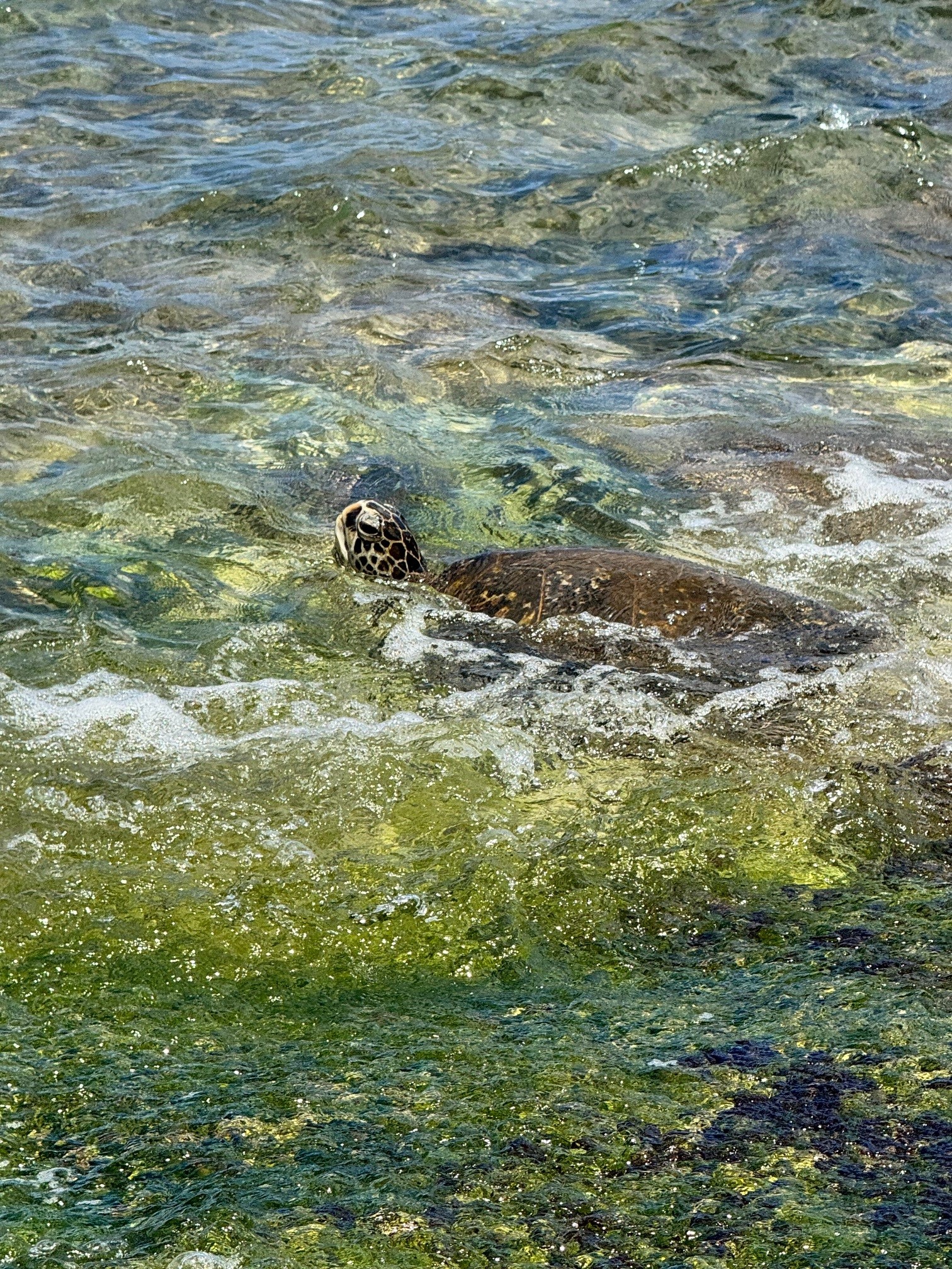 Lessons to Learn From Sea Turtles